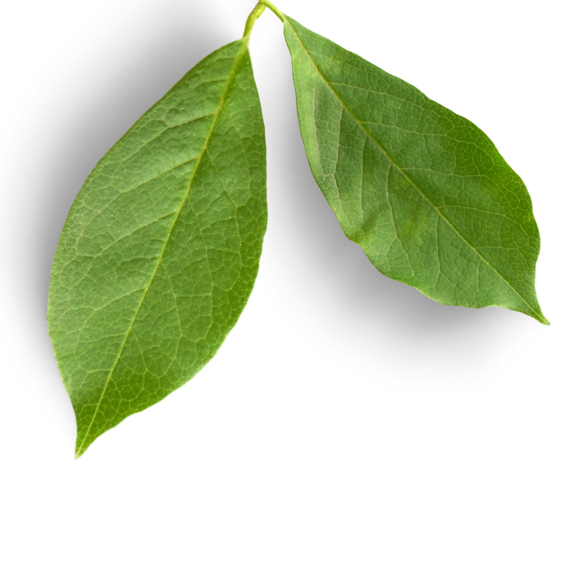 Leaf Therapy – Aruna Arokiya Maiyam